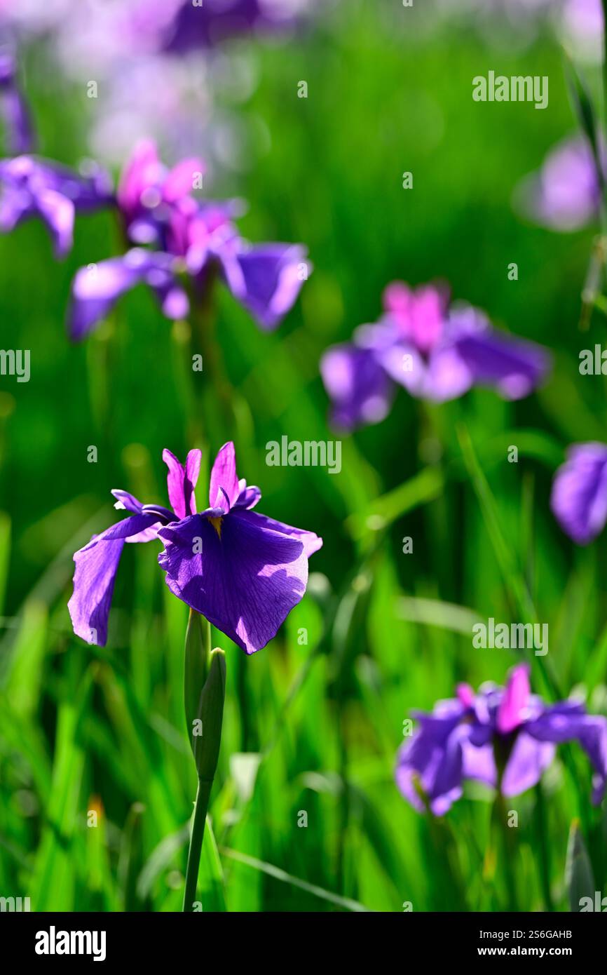 Irises bloom at Ritsurin Koen gardens, Takamatsu,Japan Stock Photo - Alamy