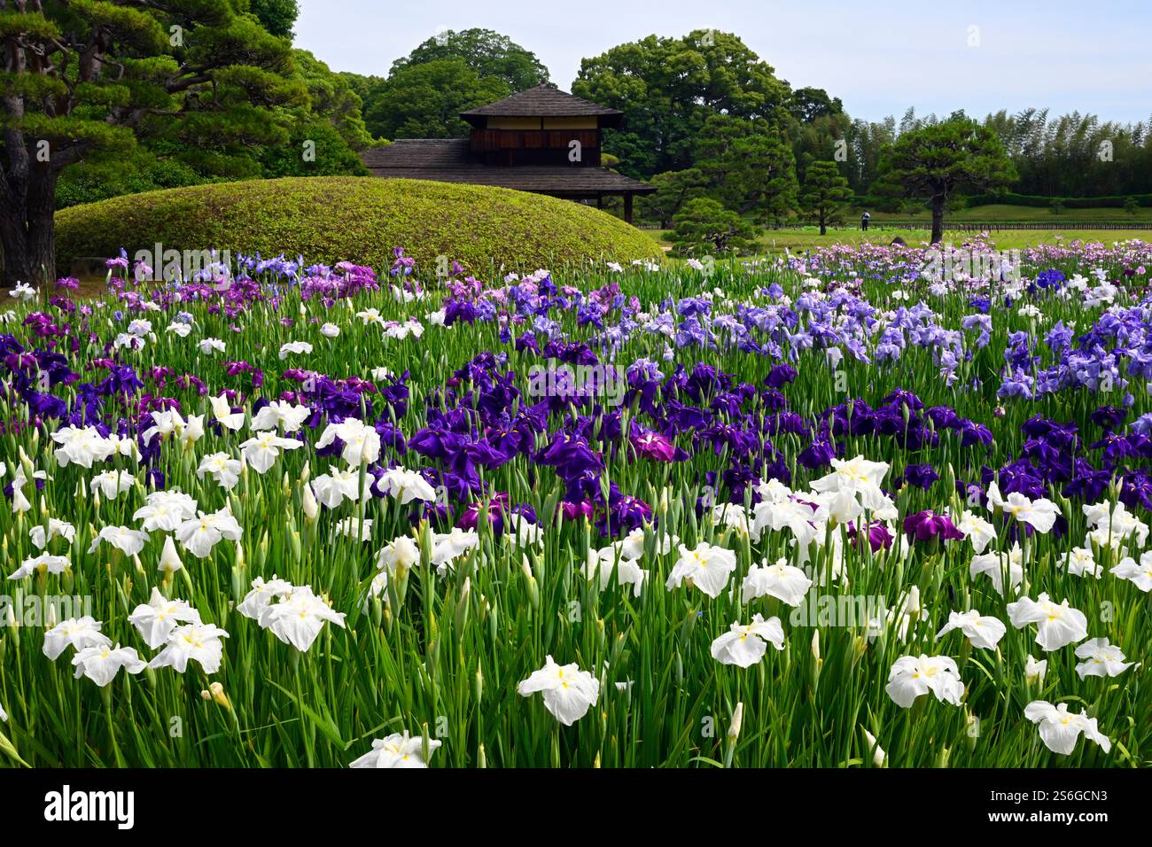 Irises in early summer at Okayama Korakue Japanese garden, Okayama ...