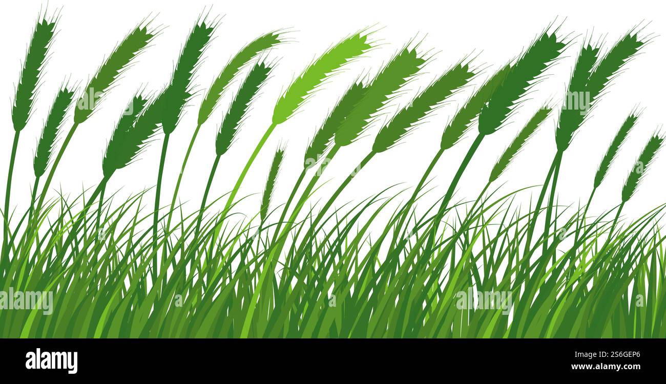 Wheat on meadow grass. Fresh color plants, seasonal growth grass ...