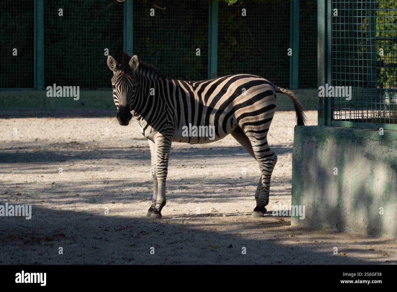 Zebra Enclosure Zoo Animal Standing - A zebra stands in its enclosure ...