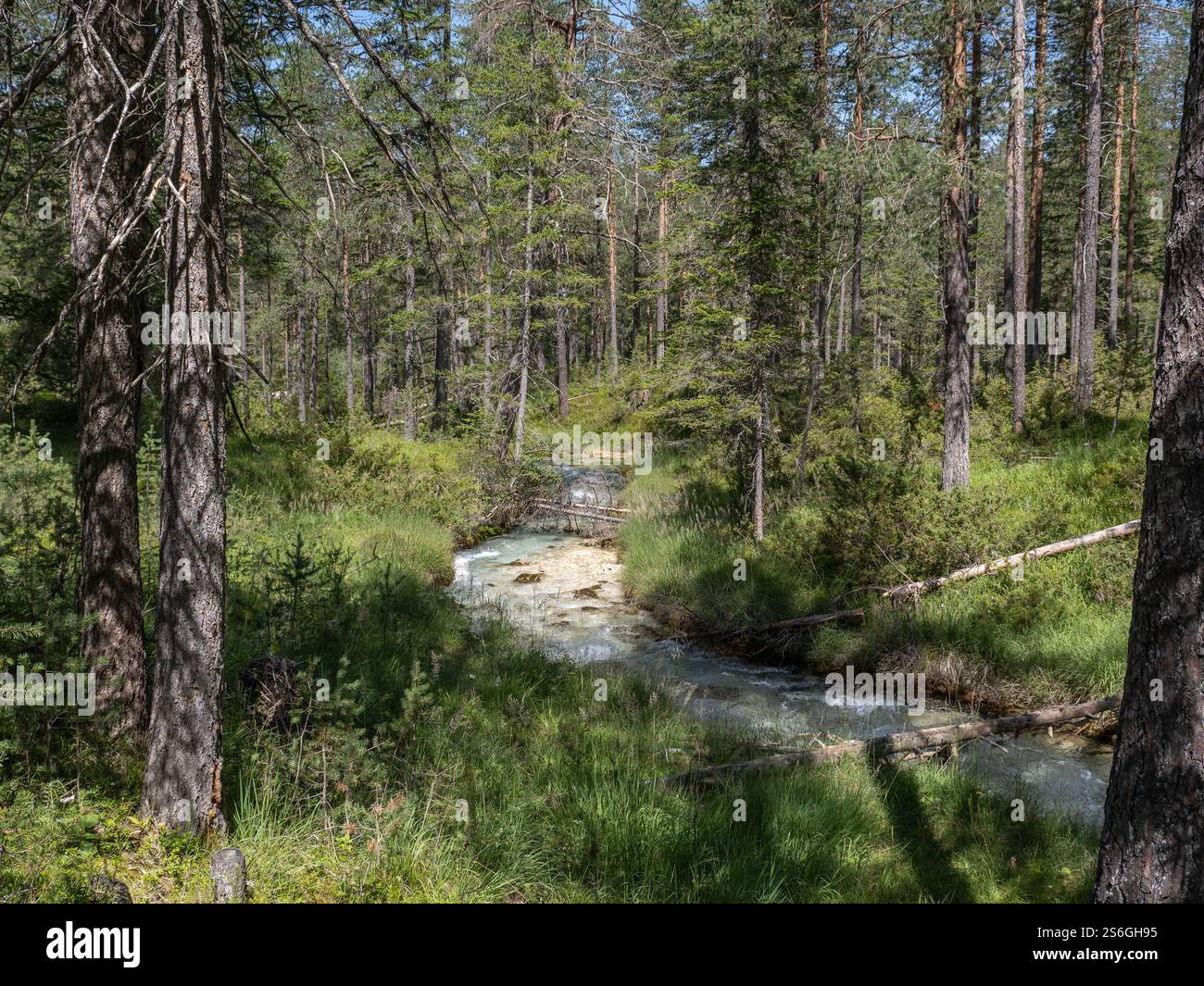 Serpentine Stream Winding Through a Dense Coniferous Forest Stock Photo ...