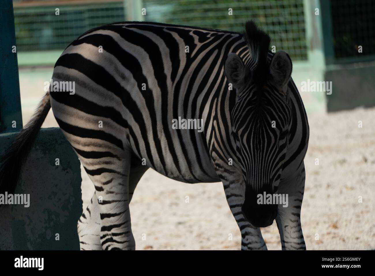 Zebra Zoo Enclosure Summer Daytime: Captive plains zebra observed in ...