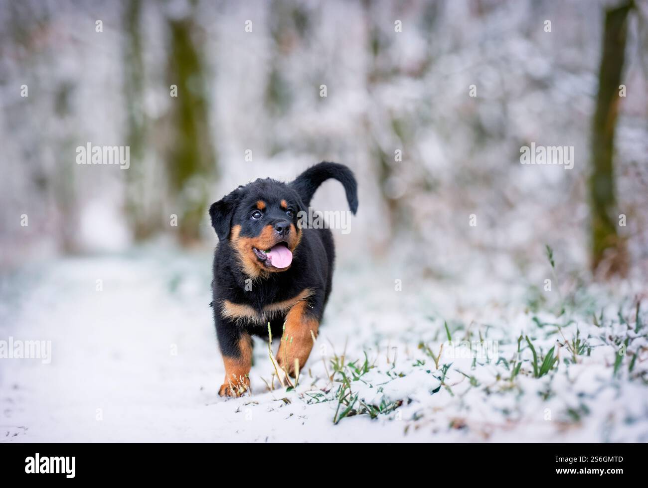 puppy rottweiler running in the nature in summer Stock Photo - Alamy