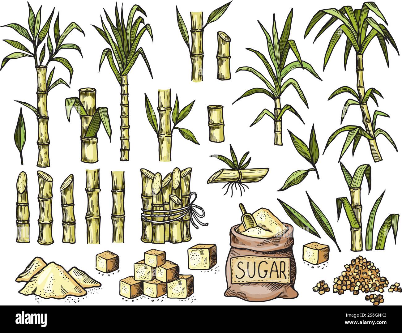 Sugar cane. Beverage engraving food agriculture sugar production vector ...