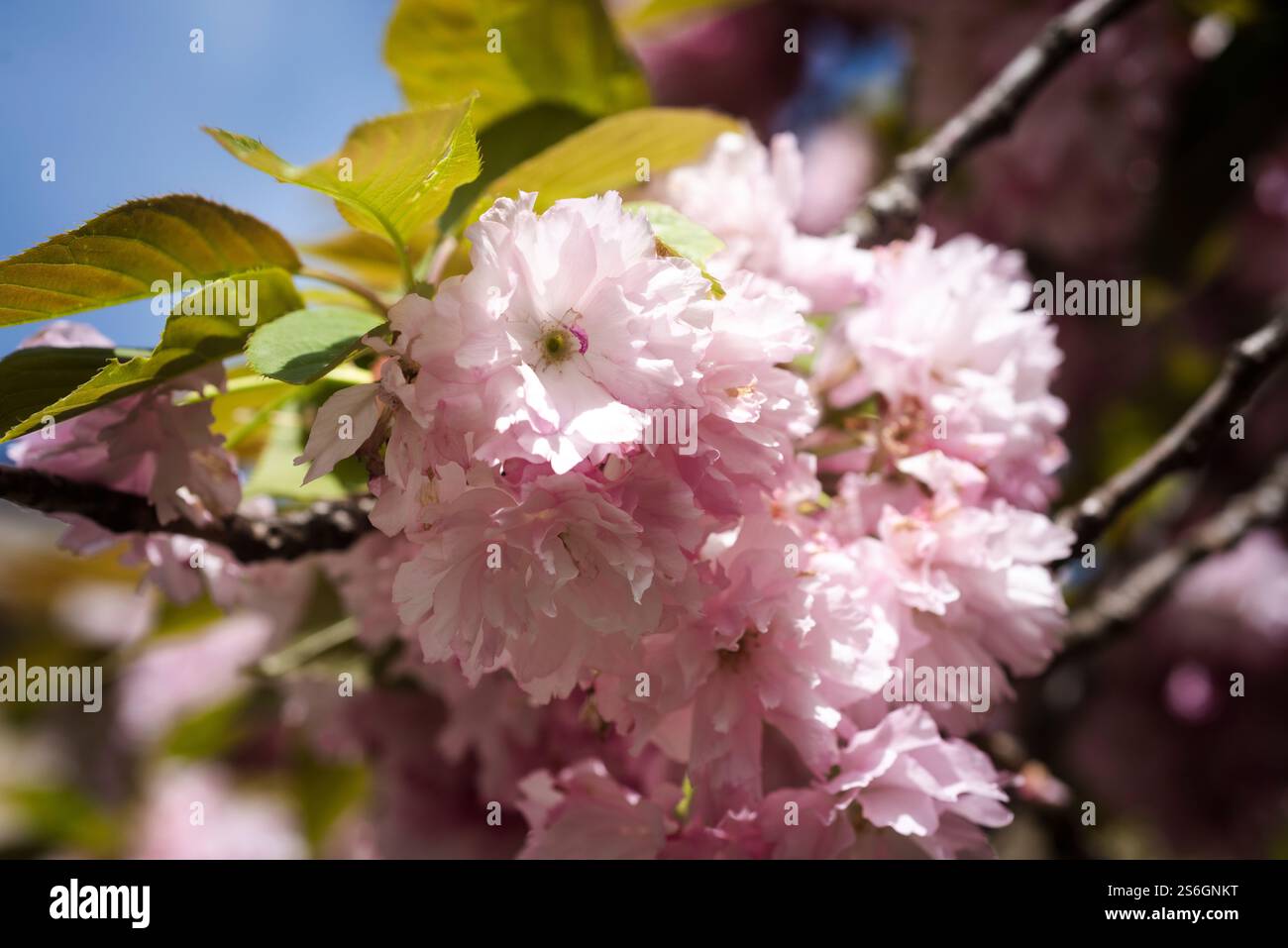 Spring time. Sakura, pink cherry blossom background. Sakura pink ...