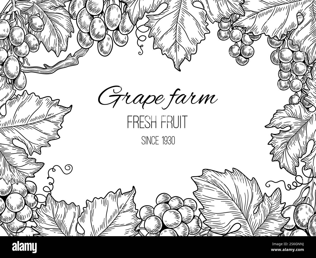 Grape frame. Vineyard vintage vector background with grapevine and ...