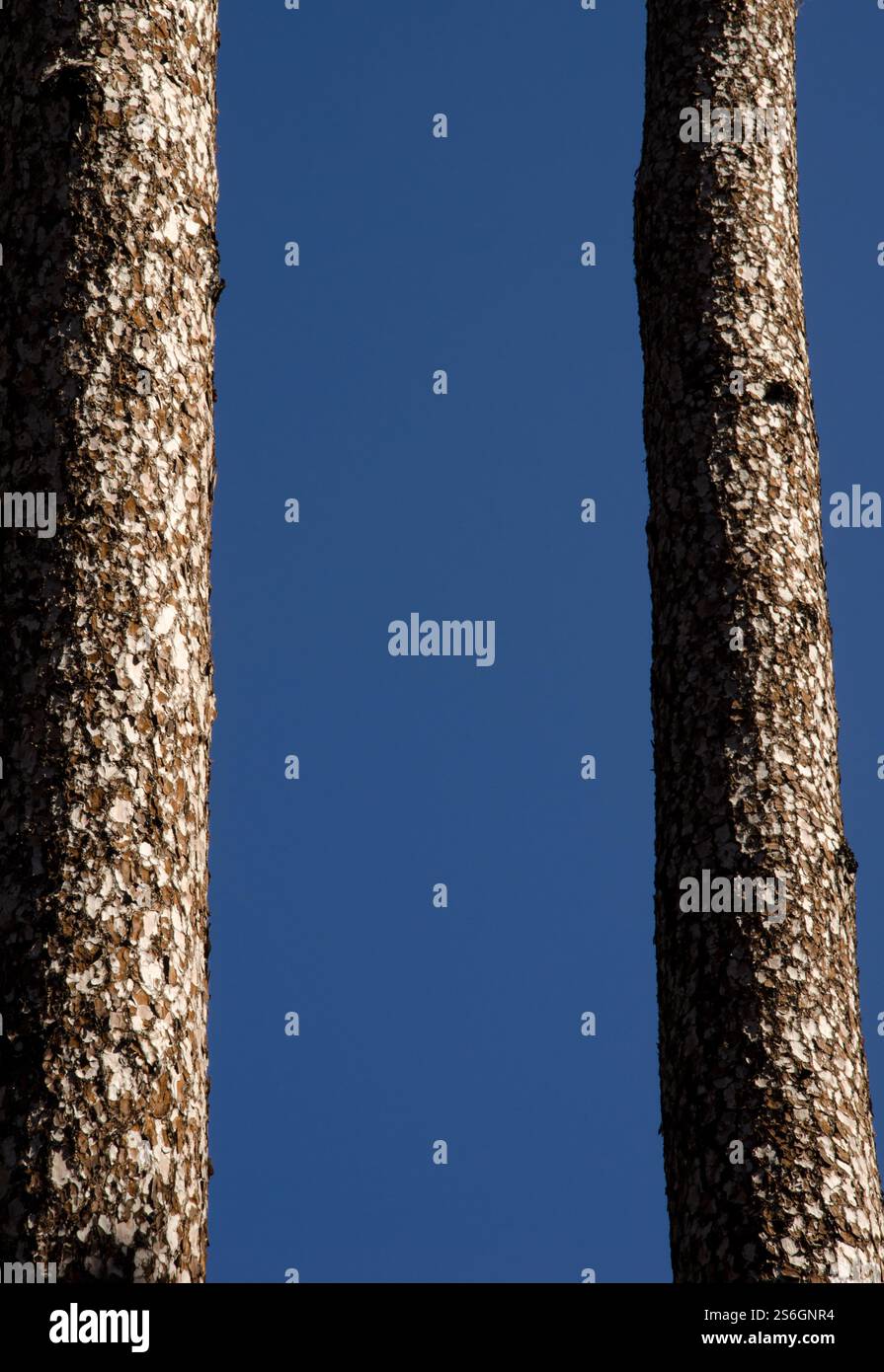 Trunks of Canary Island pine Pinus canariensis. Integral Natural ...