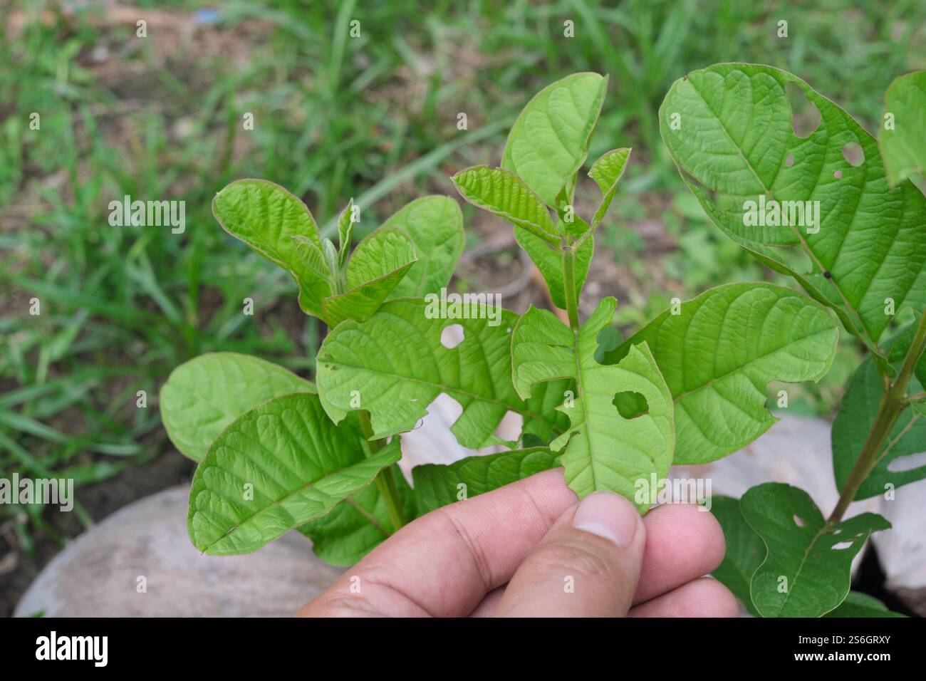 Closeup of young guava leaves with chewing insect damage. Pest and ...