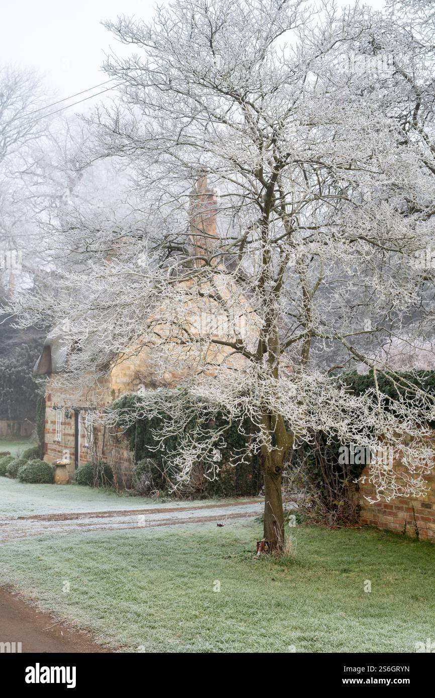 Frosted tree and cottage in the winter. Honington, Warwickshire ...