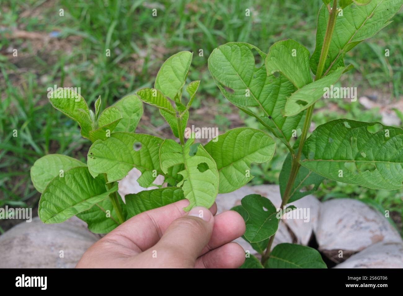 Closeup of young guava leaves with chewing insect damage. Pest and ...