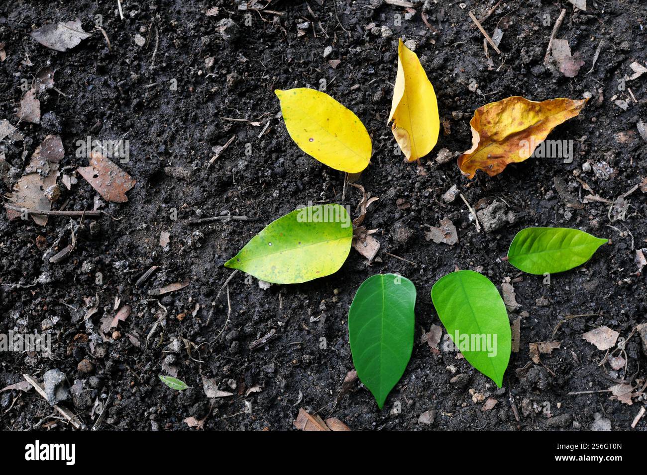 Ageing stages and life cycle process concept. Leaves arranged from ...