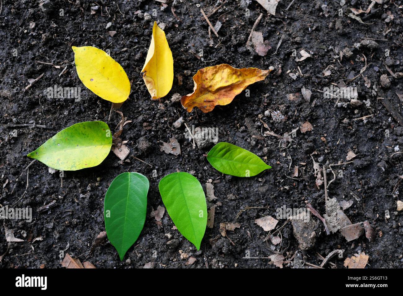 Ageing stages and life cycle process concept. Leaves arranged from ...