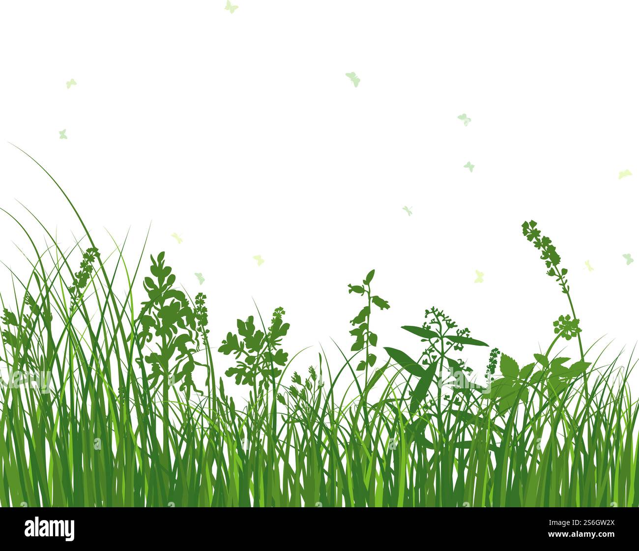 Green spring meadow grass. Fresh color plants, seasonal growth grass, separated botanical ...