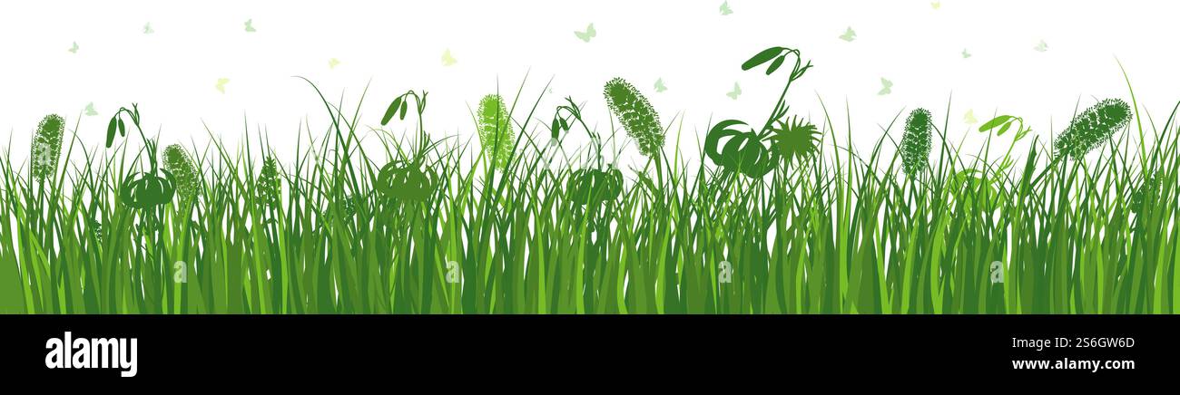 Green spring meadow grass. Fresh color plants, seasonal growth grass, separated botanical ...