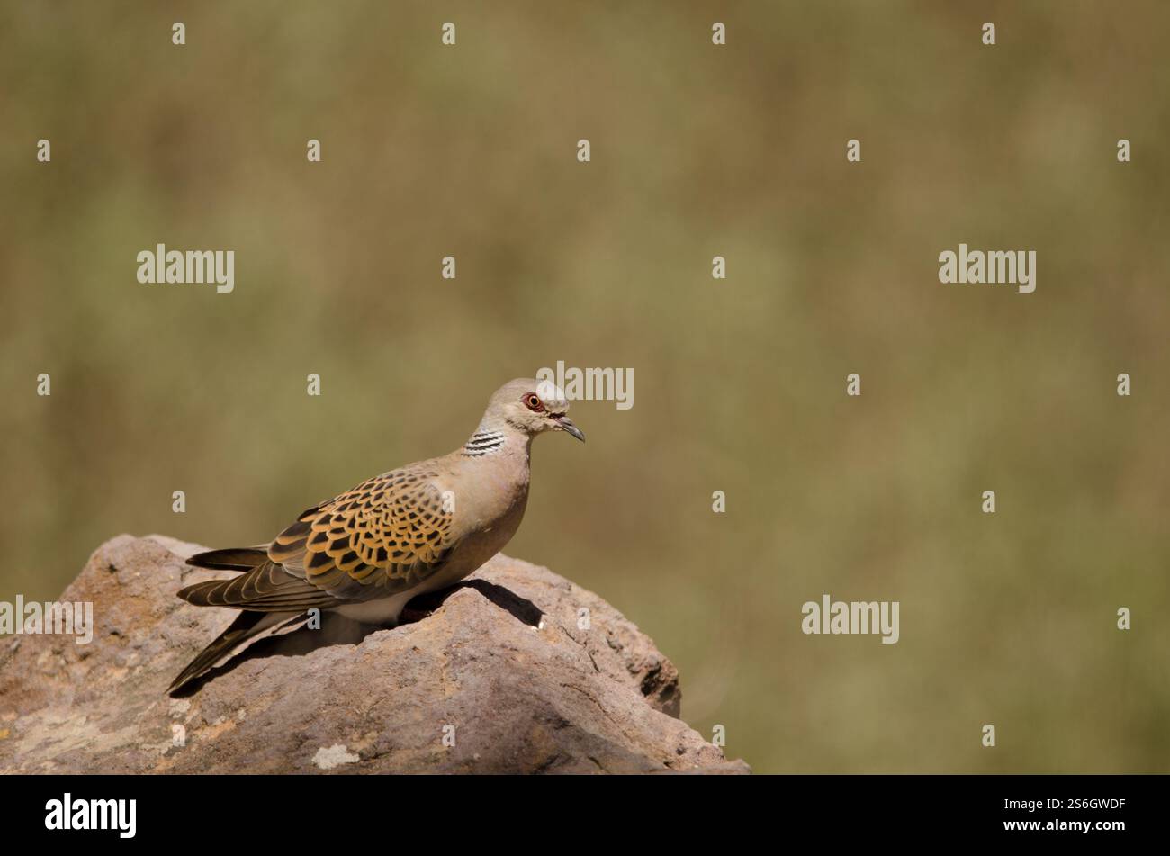 European turtle dove Streptopelia turtur turtur. Integral Natural ...