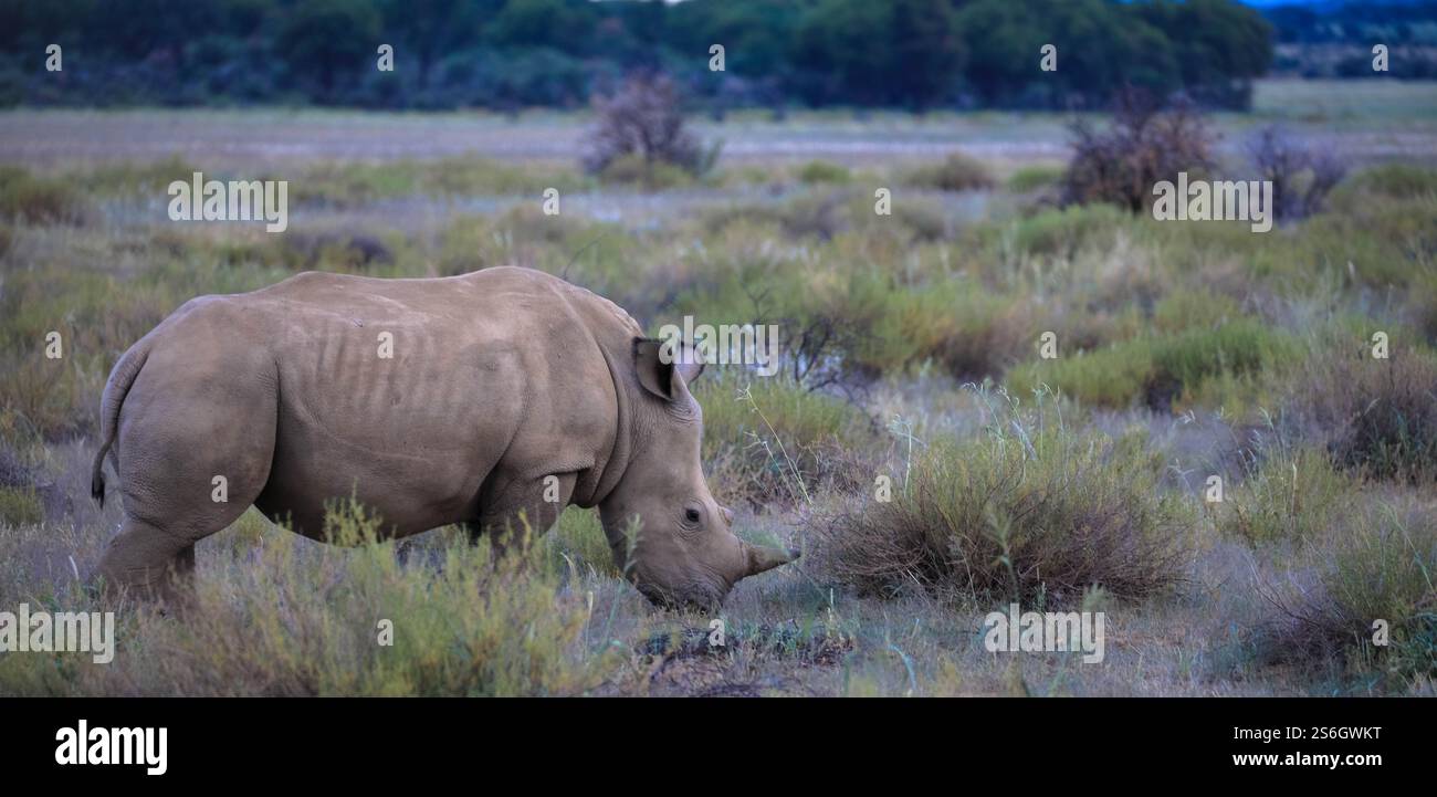 Female southern white rhinoceros in the evening light. Natural habitat ...