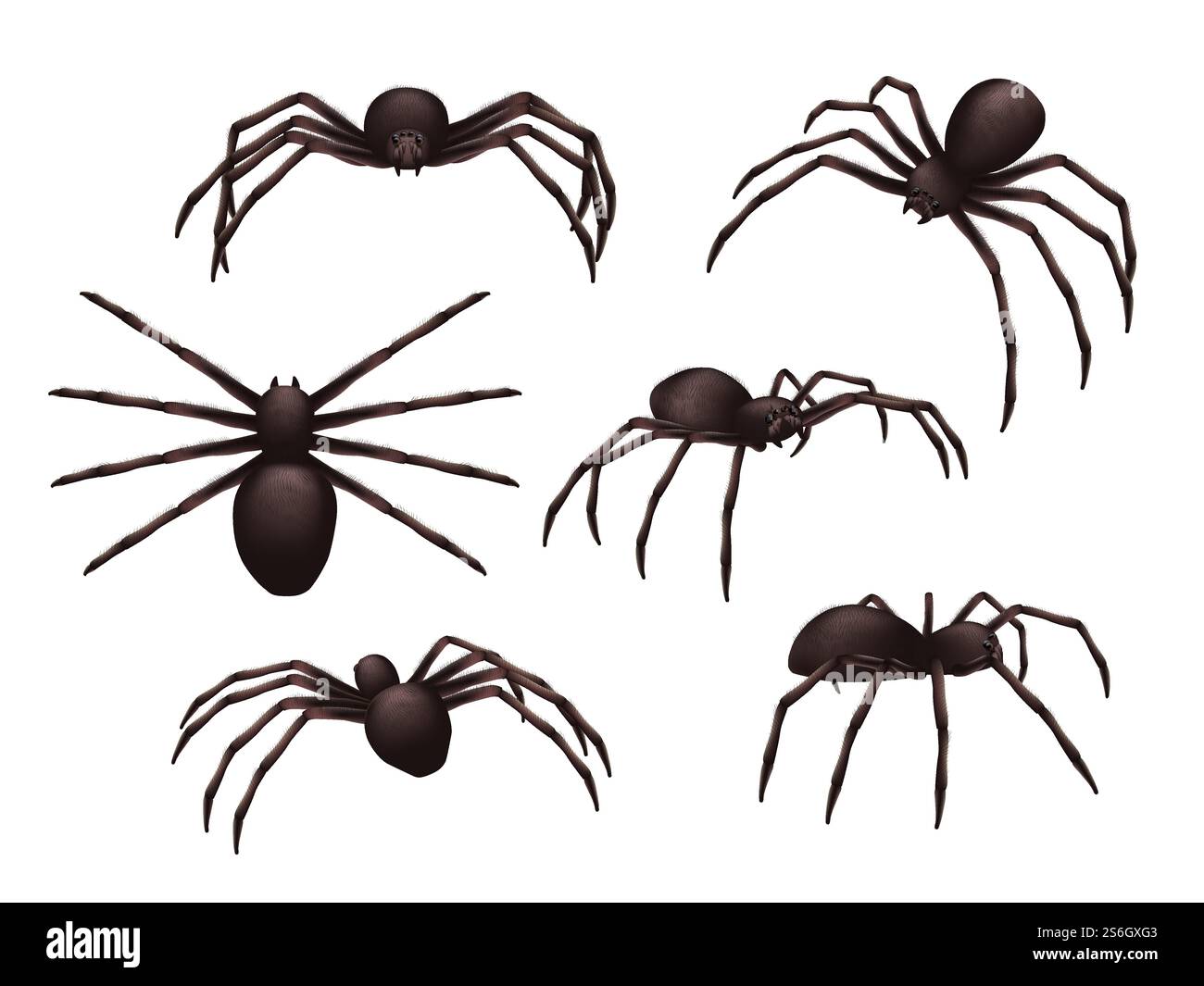 Insects realistic. Spider danger venom horror poisonous black symbols ...