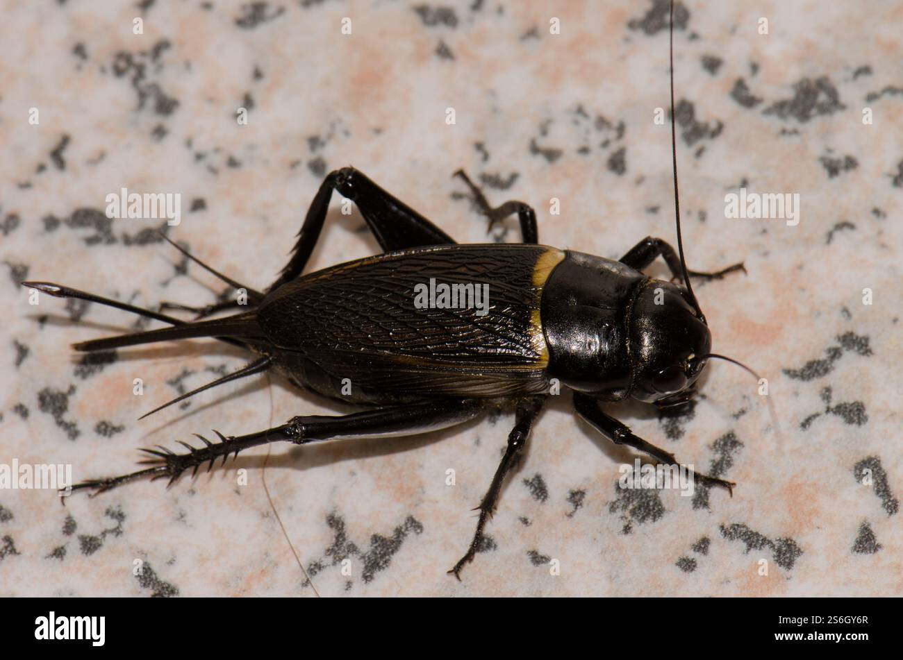 Two-spotted cricket Gryllus bimaculatus. Playa de Arinaga. Aguimes ...