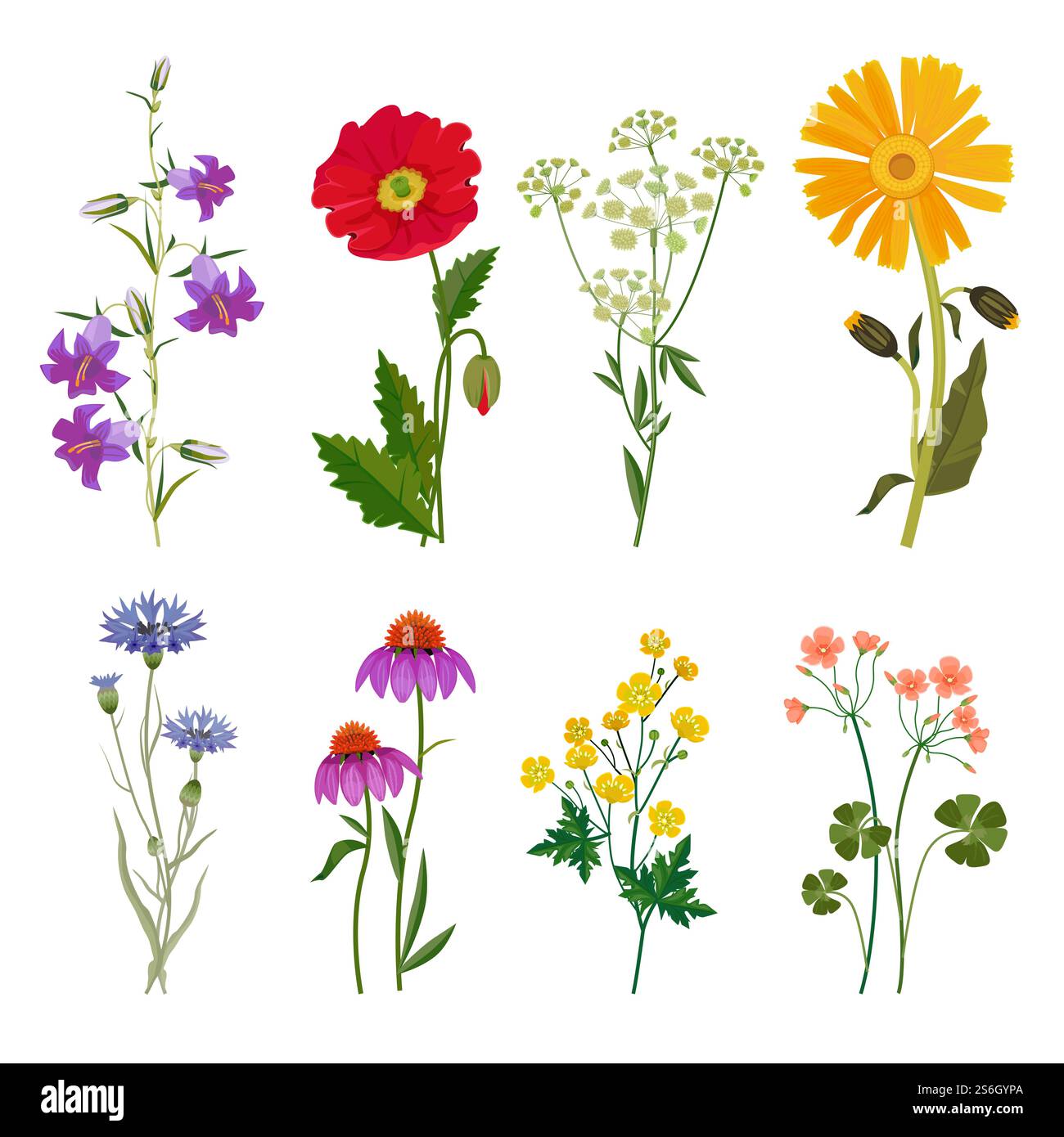 Wild flowers. Plants botanical collection vector floral set meadow ...