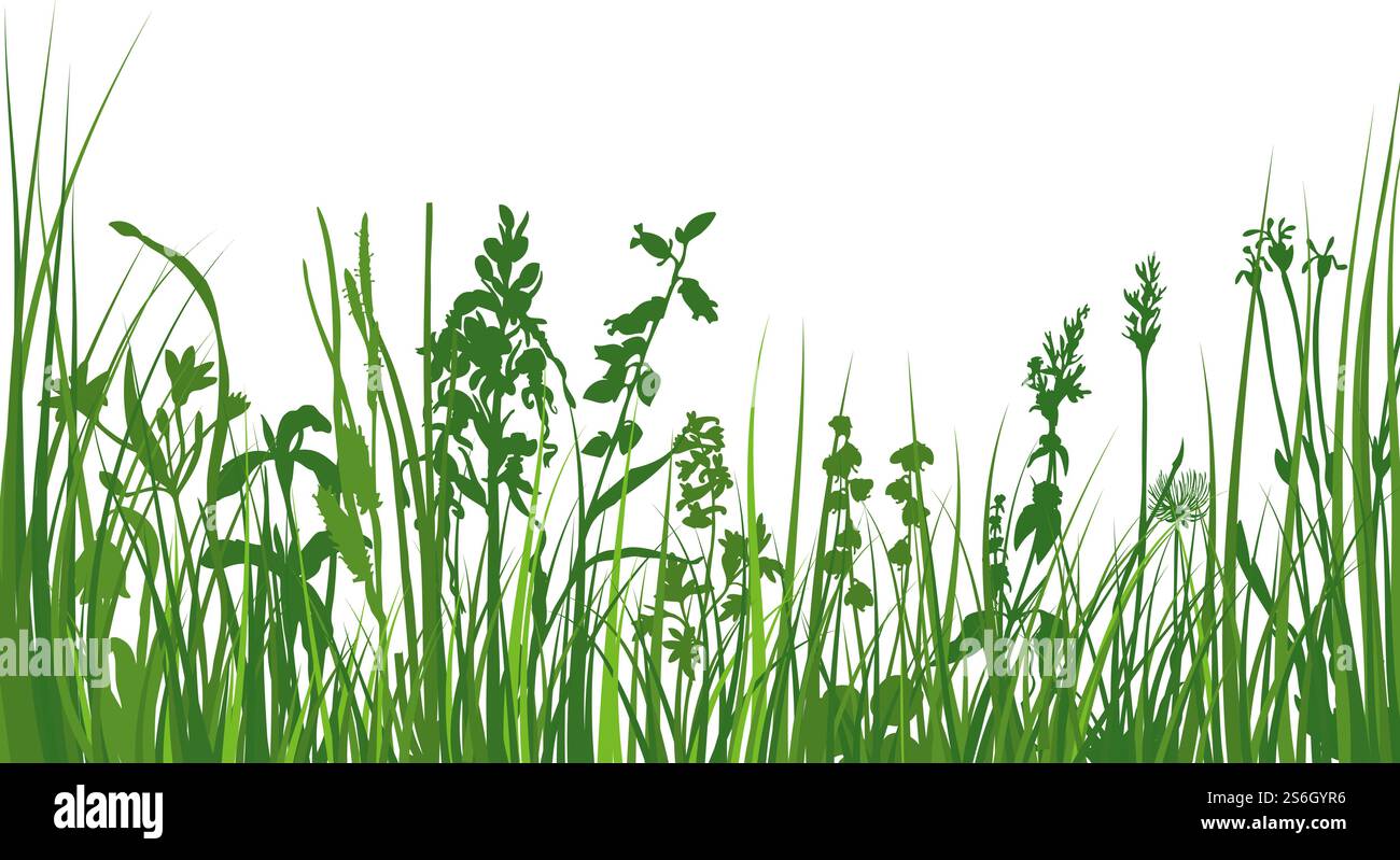 Green spring meadow grass. Fresh color plants, seasonal growth grass ...