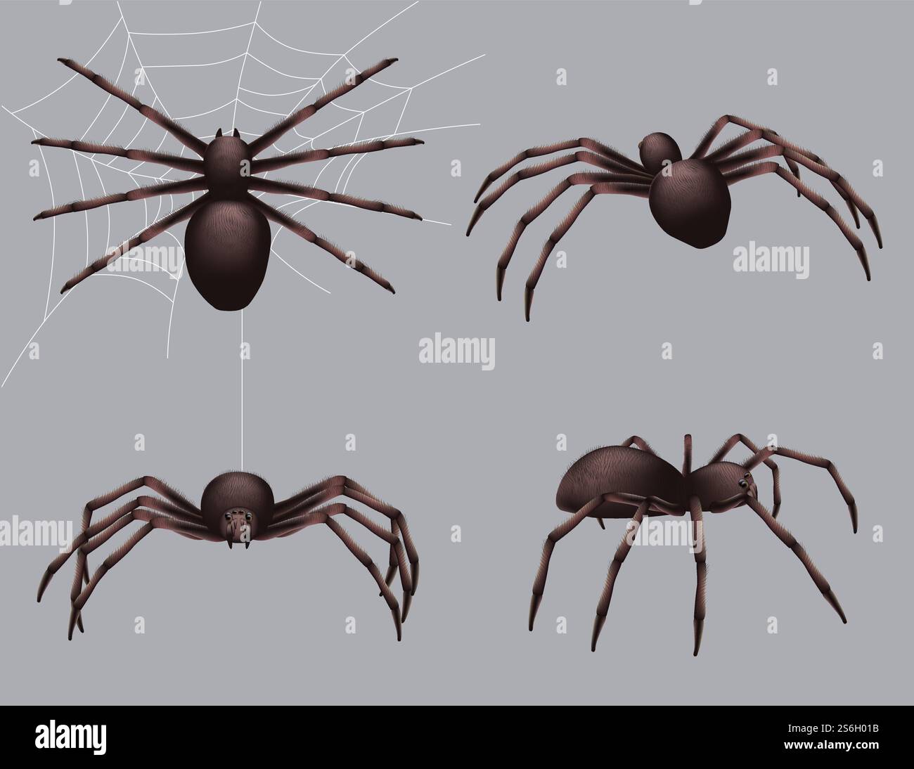 Spider realistic. Nature insects crawl venom black fear spider vector ...