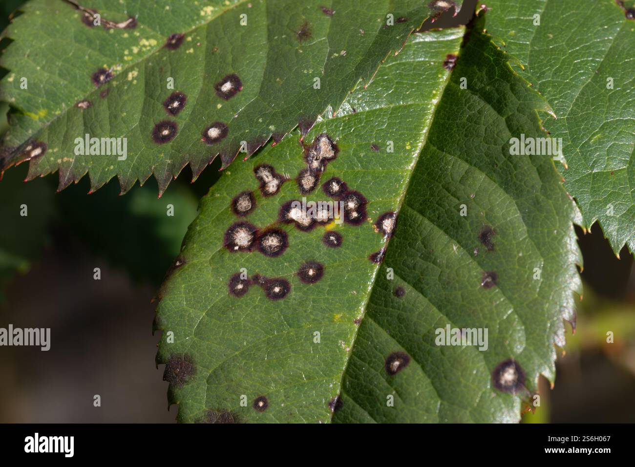 Black spot fungus on Rose leaves Stock Photo - Alamy