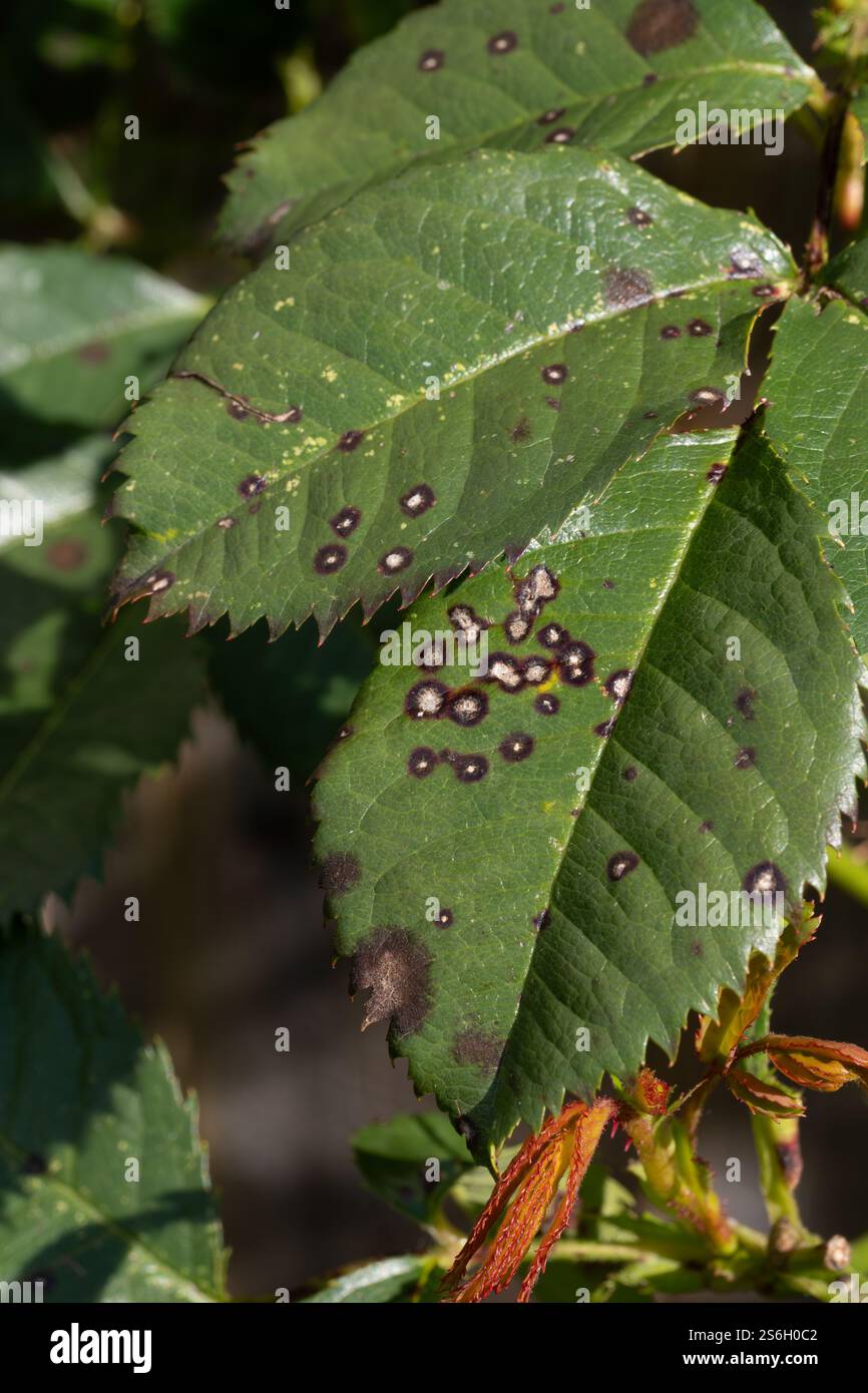 Black spot fungus on Rose leaves Stock Photo - Alamy