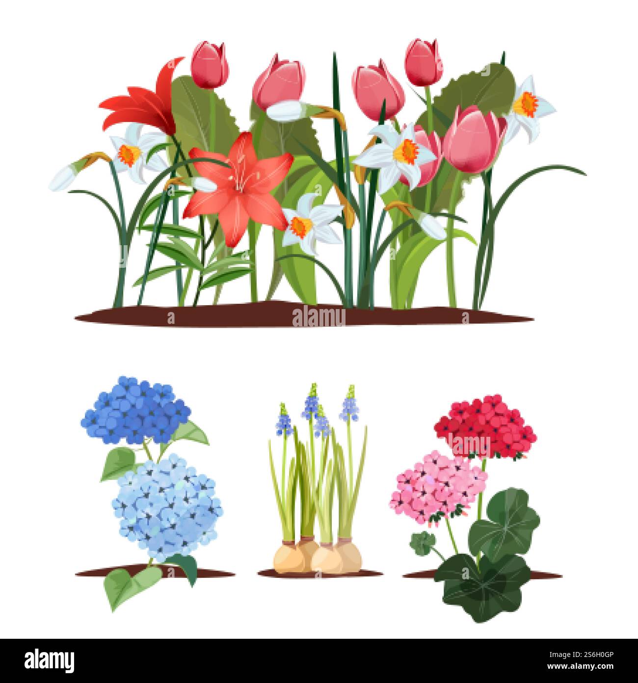 Spring garden flowers. Seedlings, gardening and plants. Isolated ...