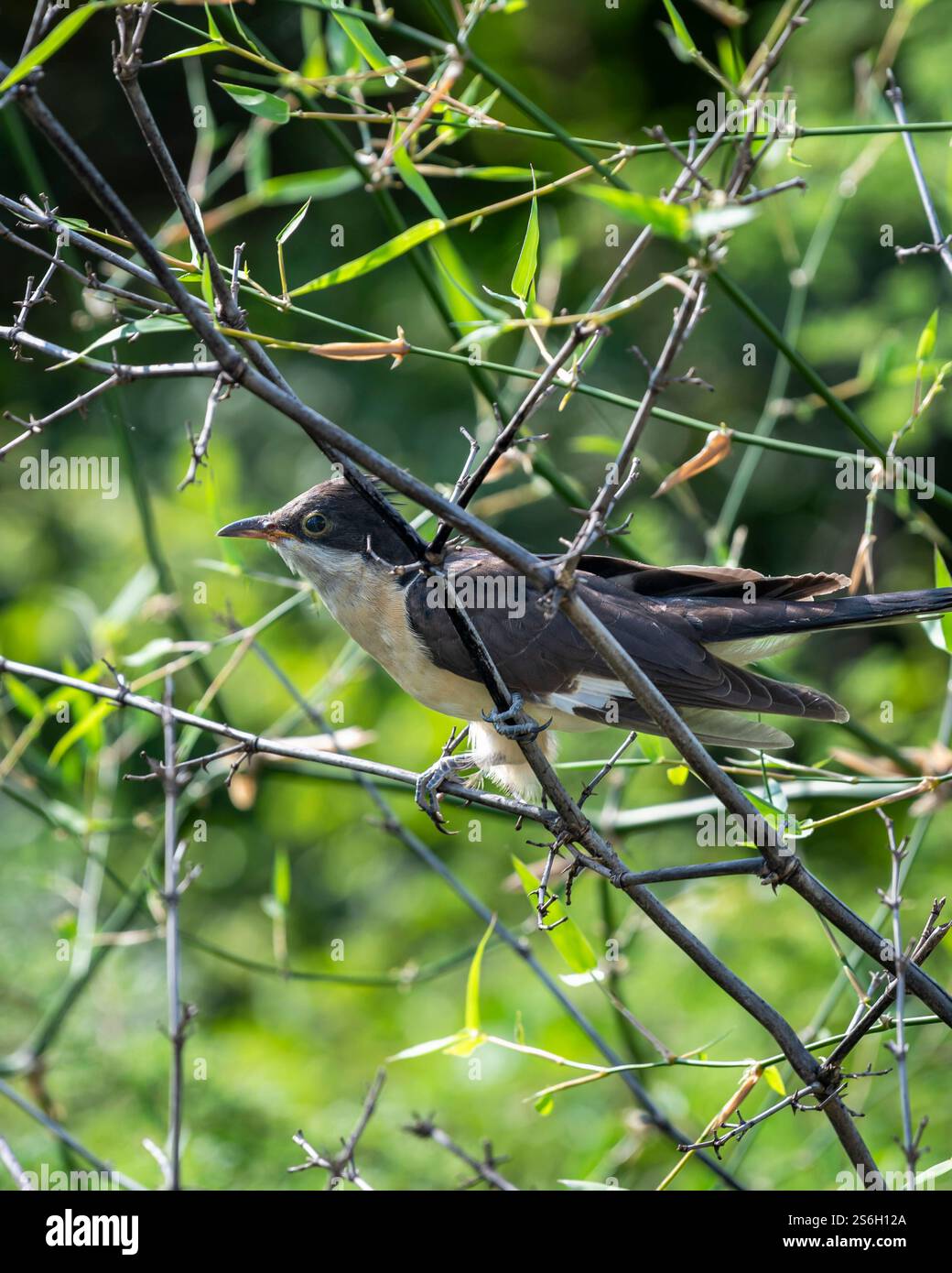 Jacobin cuckoo pied cuckoo pied crested cuckoo Clamator jacobinus bird ...