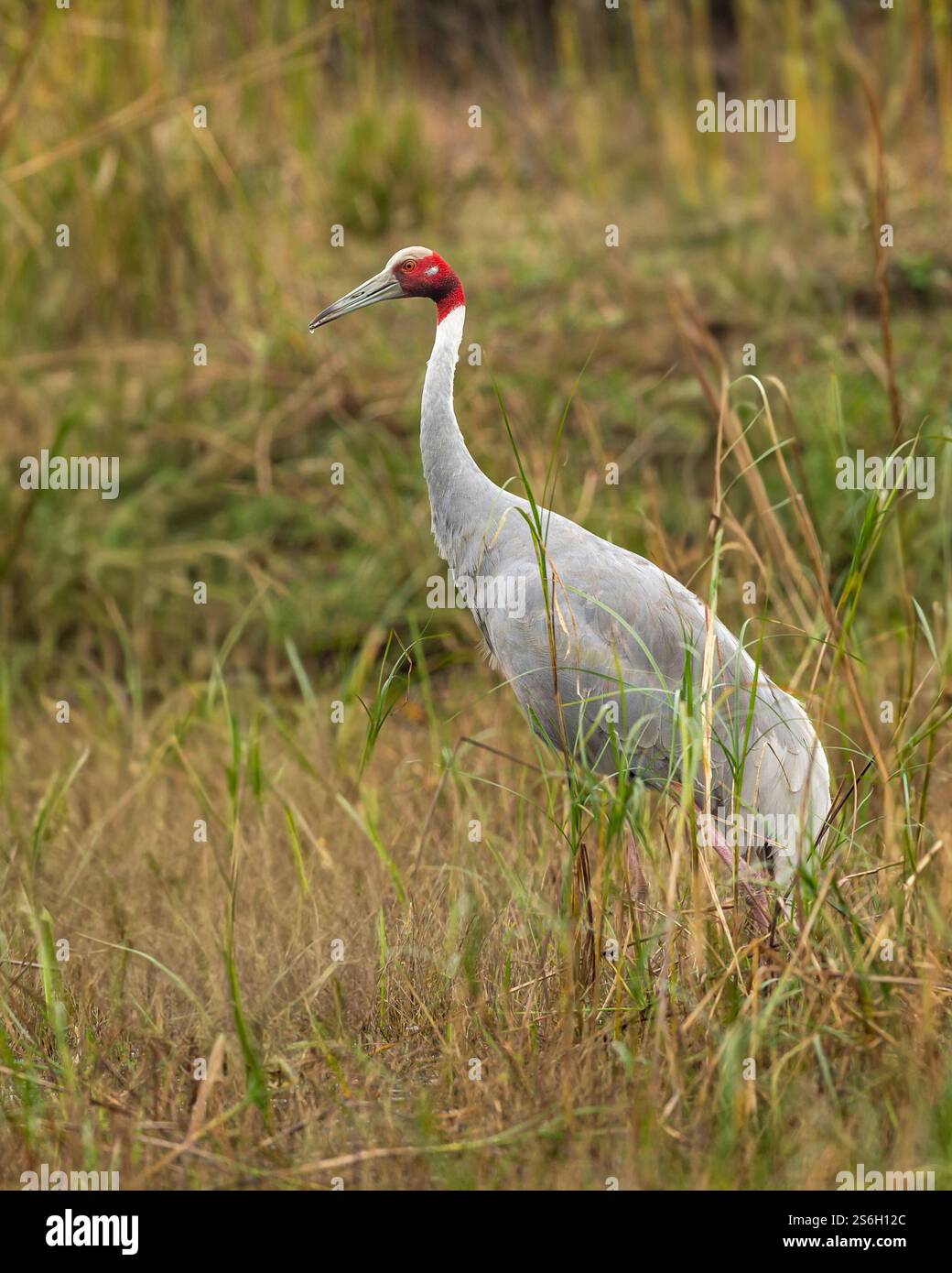 sarus crane or Grus antigone at keoladeo national park bharatpur bird ...