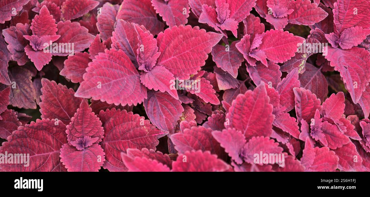 Detailed close-up of vibrant red coleus leaves, intricate patterns ...