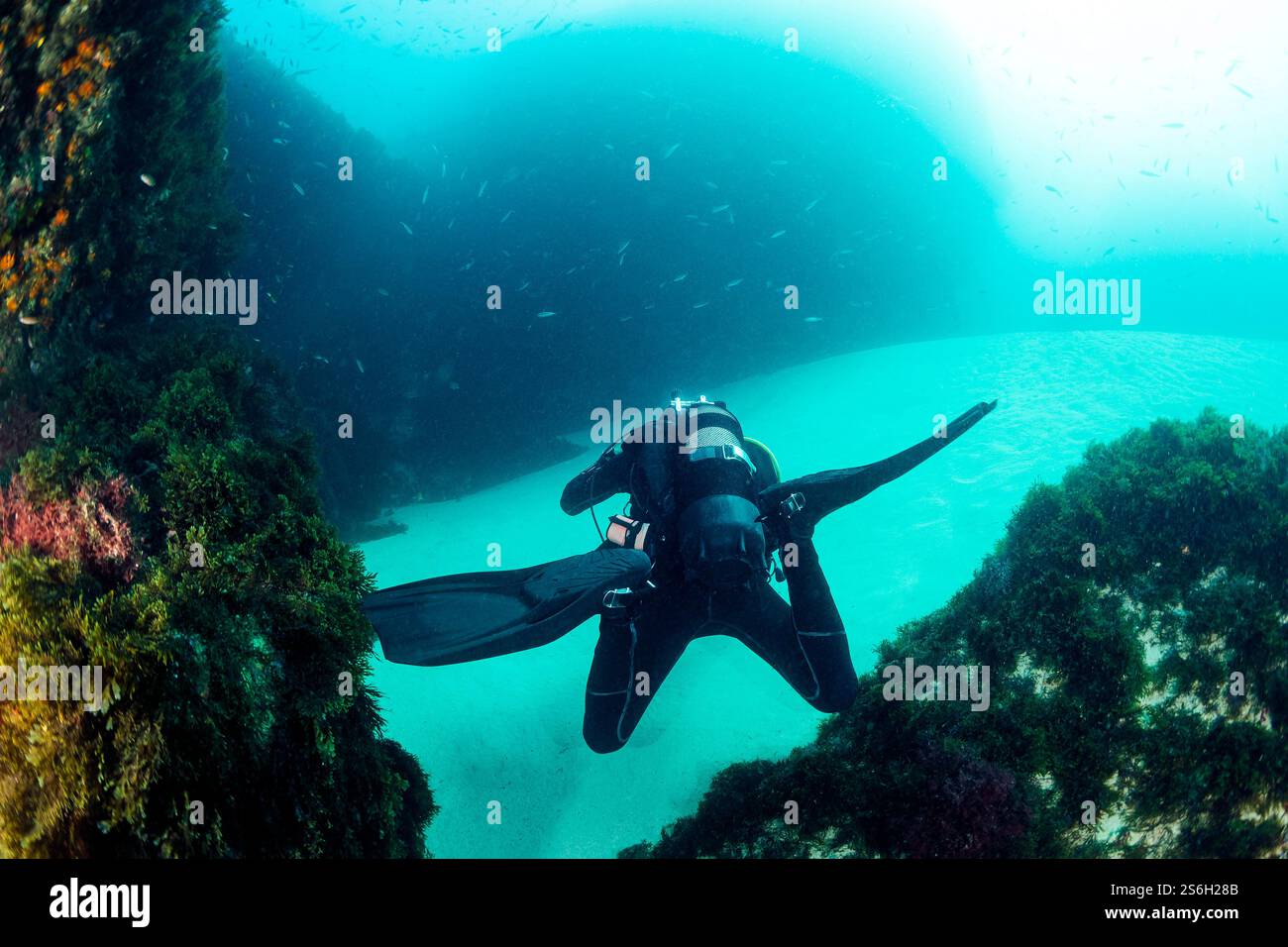scuba diver in wetsuit diving near bottom of sea Stock Photo - Alamy