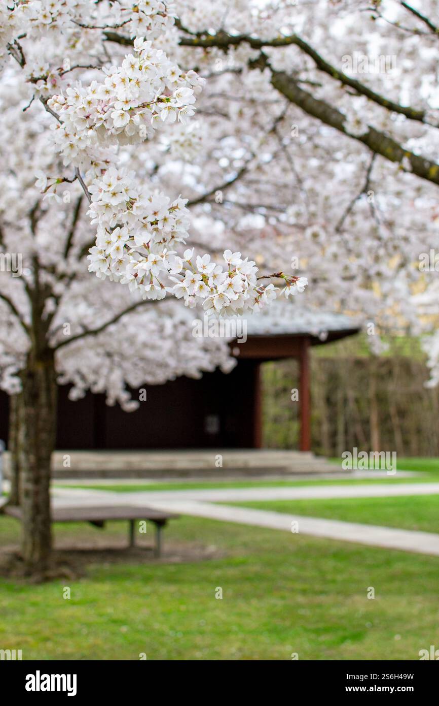 View of blooming sakura trees in a Japanese-style park Stock Photo - Alamy