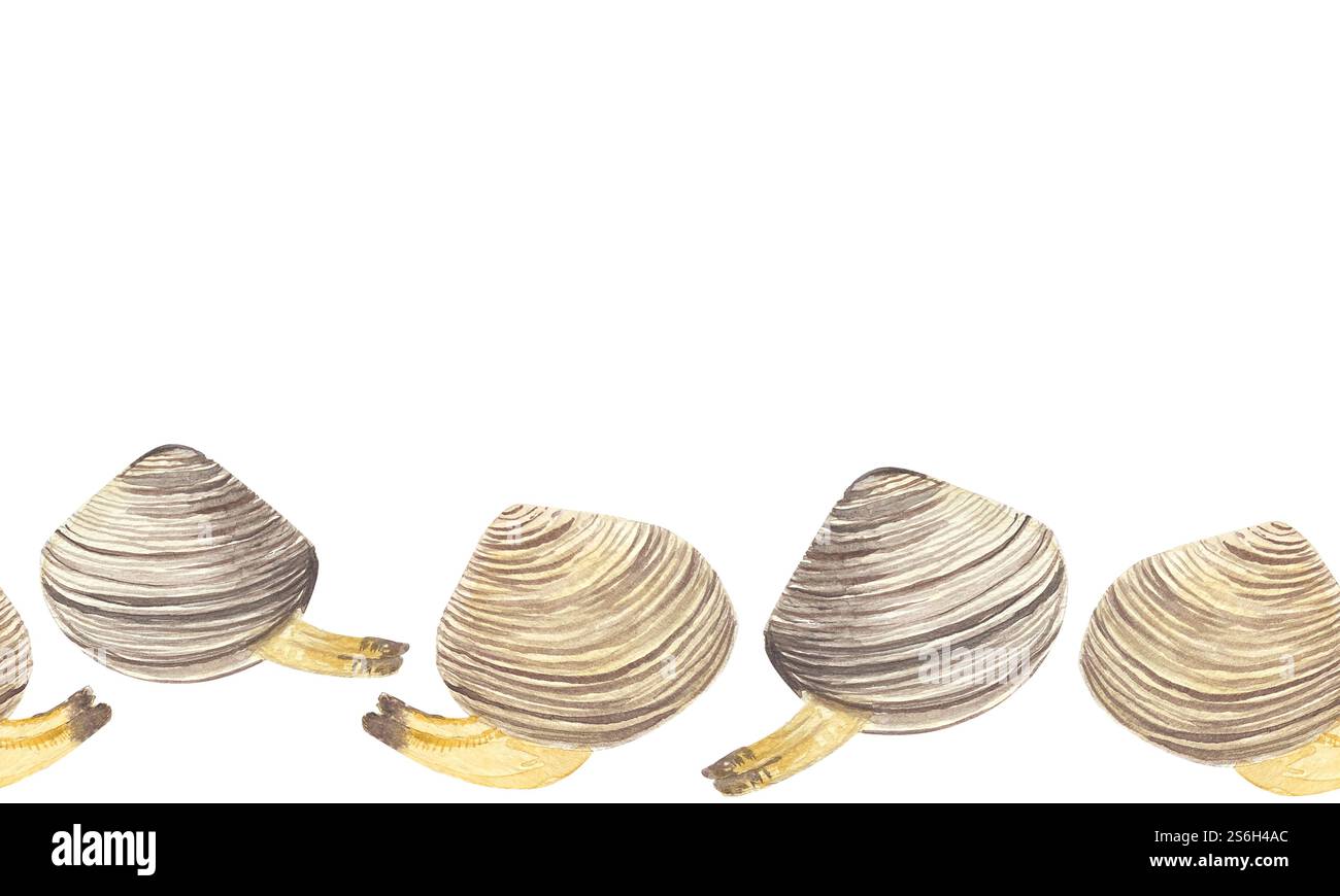 Clams in a shell watercolor seamless border isolated on white. High ...