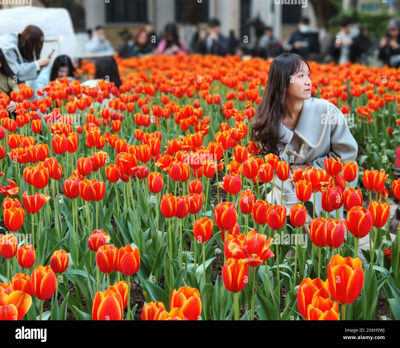 Tulip flowers burst into bloom in Guangzhou City, south China's ...