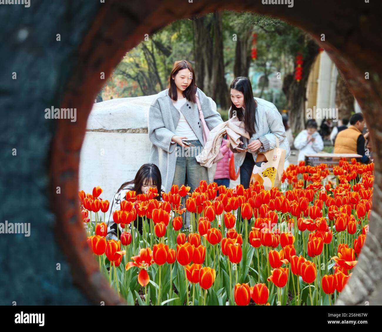Tulip flowers burst into bloom in Guangzhou City, south China's ...