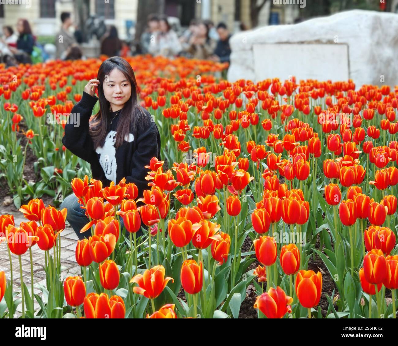 Tulip flowers burst into bloom in Guangzhou City, south China's ...