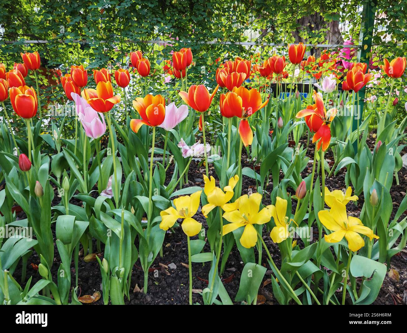 Tulip flowers burst into bloom in Guangzhou City, south China's ...