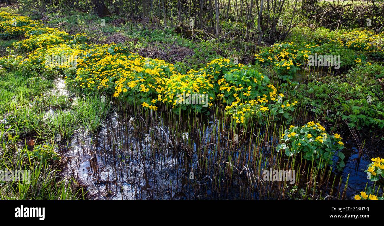 Flowering plants wetland hi-res stock photography and images - Alamy