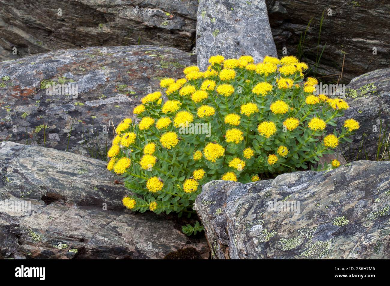 Rocks and root hi-res stock photography and images - Alamy