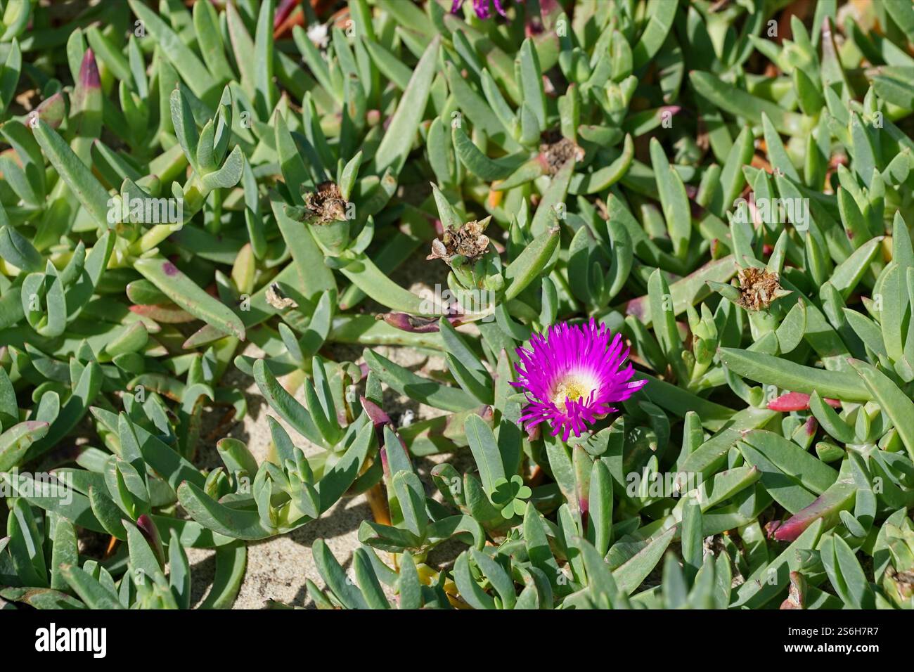 Section of Pig Face plant, with single flower, near the beach Stock ...
