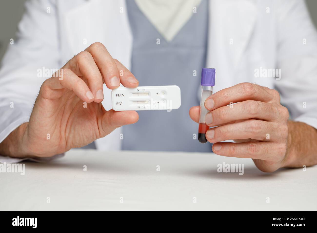 Veterinarian diagnostic concept. Tube with blood and test for detection ...