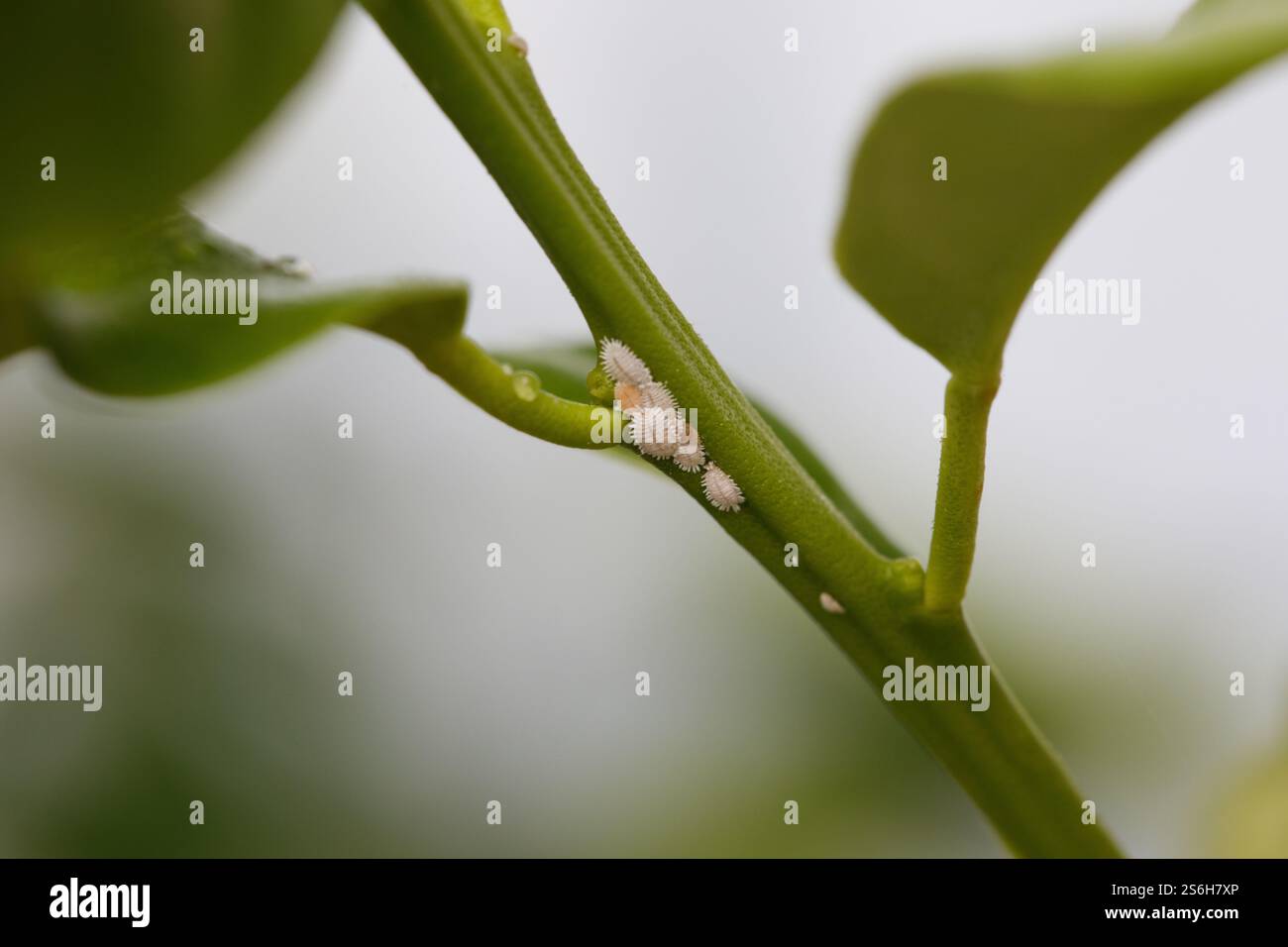 Planococcus citri, commonly known as the citrus mealybug on lemon plant ...
