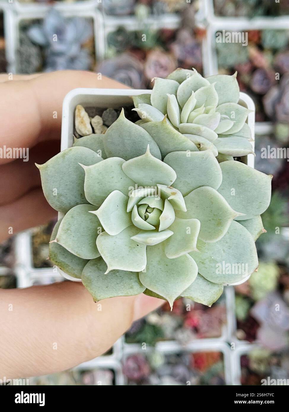 Echeveria Ruby Pastel close-up top view, succulent propagation Stock ...