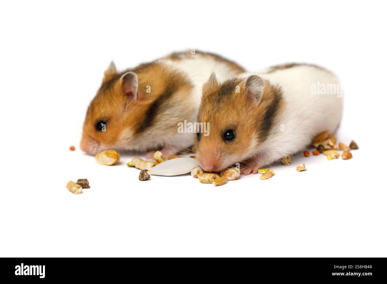 Two hamster eating seeds close up on white background Stock Photo - Alamy