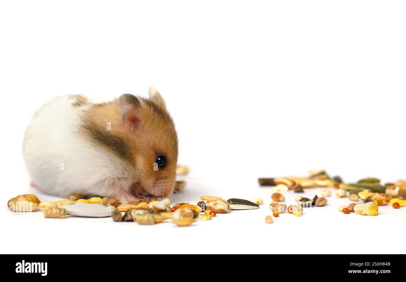 Domestic hamster eating seeds on white background Stock Photo - Alamy