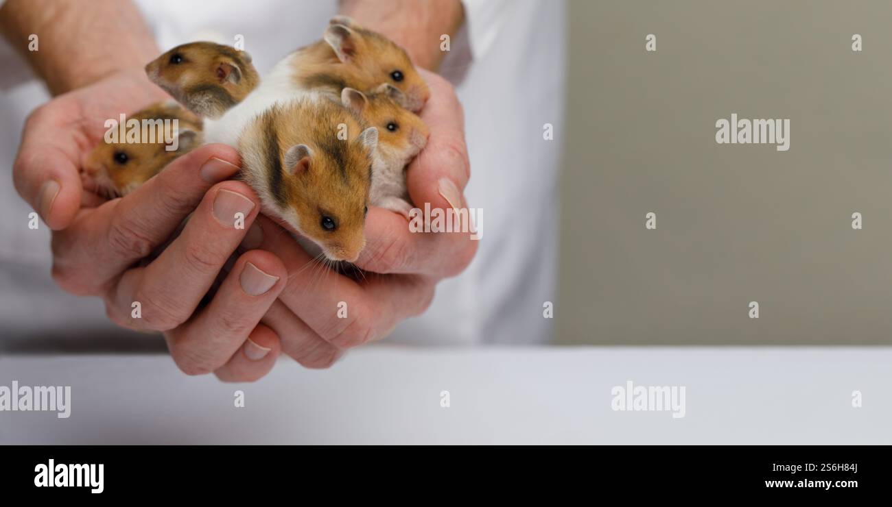 Vet in white uniform with a cute hamster, animal care and veterinary ...