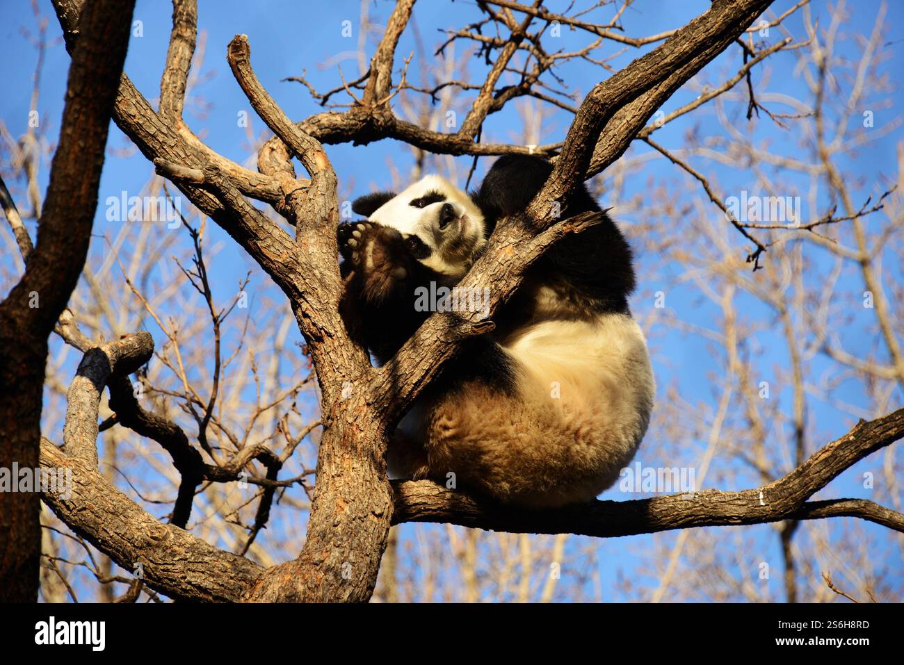 A giant panda climbs up the tree at Beijing Zoo, Beijing, China, 16 ...