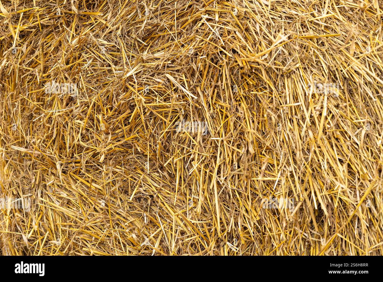 Close-up of a haystack with detailed golden straw texture. Natural dry ...