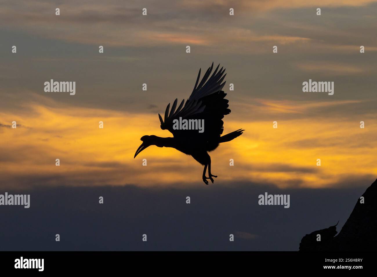 Abyssinian ground hornbill Bucorvus abyssinicus, adult in flight at ...
